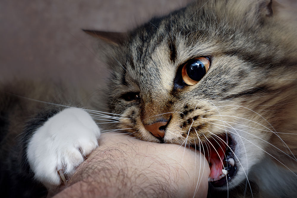 How to Identify and Treat Animal Bites | ClearChoiceMD